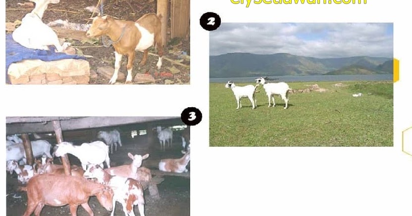 3 kambing lokal asal indonesia - Elinotes review