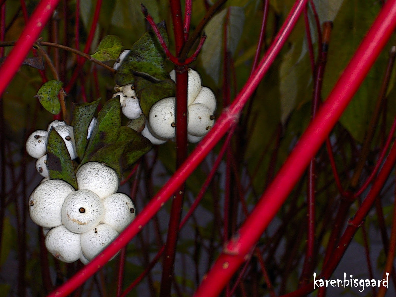 Karen`s Nature Photography: White Snowberries and Red Dogwood Branches.