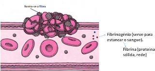 Ciências Naturais: Mecanismo da coagulação do sangue