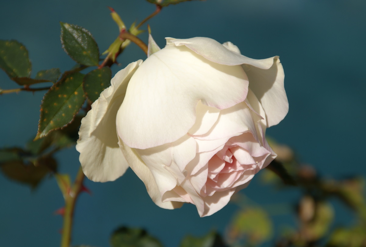 Organic Garden Dreams: December Roses