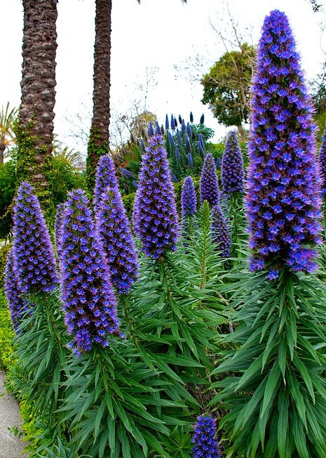 Echium candicans ~ Stunning nature