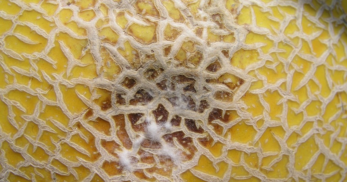 CALIDAD DE FRUTO DE MELON: Ninguna variedad de melón es eterna