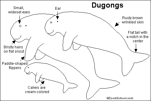 The Environmental Post: Threatened Species: Dugong
