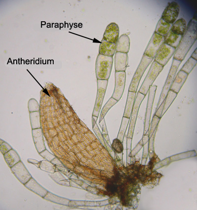 Pleurothallidinae: Lexique au tour des plantes : P