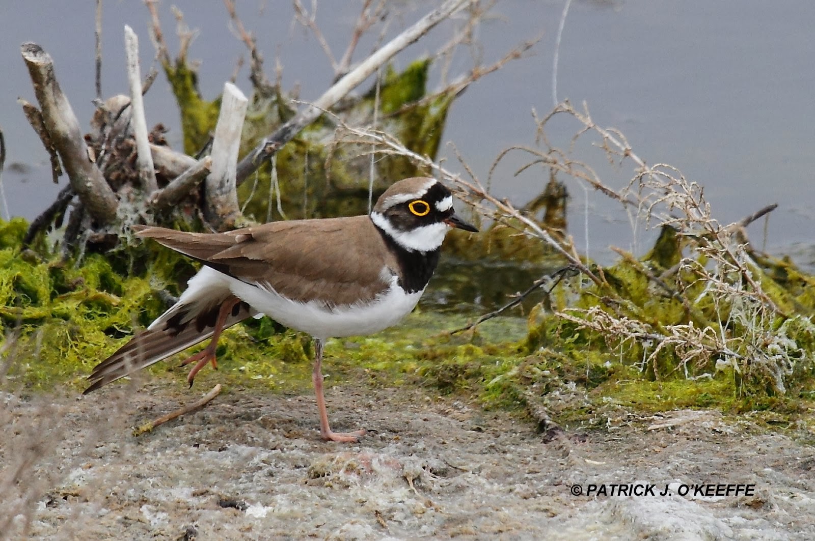 Raw Birds: LITTLE RINGED PLOVER Charadrius dubius Desembocadura Del ...