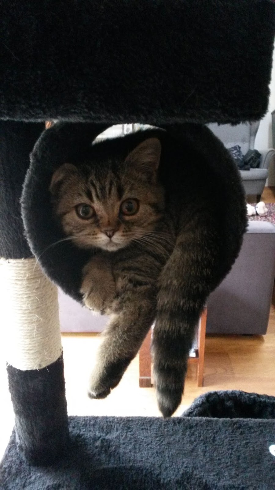 Miss Hendrie's Workbook: Best buy of 2017: Juniper the cat