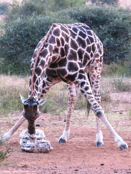 Angelika's World in Photos: Male Giraffe Behaviour