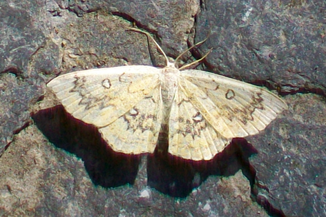 Ceredigion Moths: mocha, and others