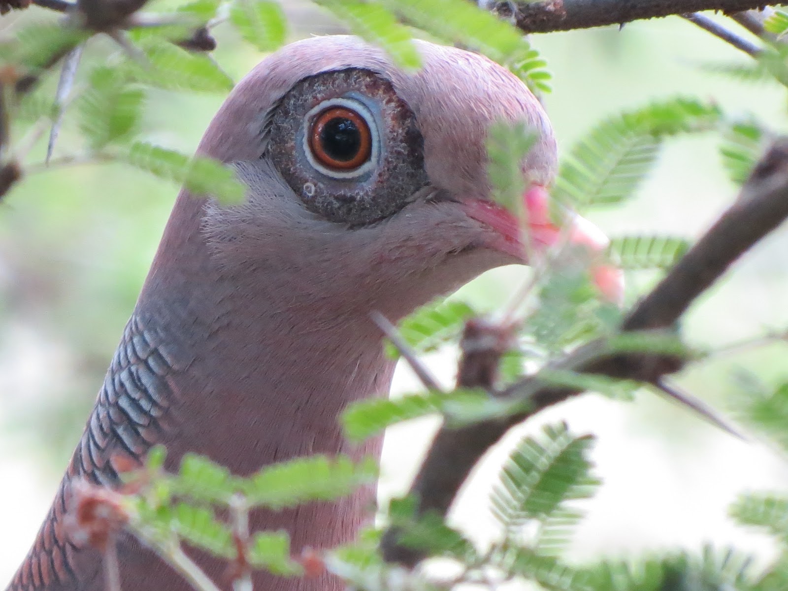 BirdsEyeViews: The Birds of Aruba