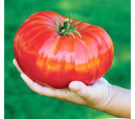 Giant Tomato Gigantomo F1 worlds largest Beefsteak - 10 Seeds