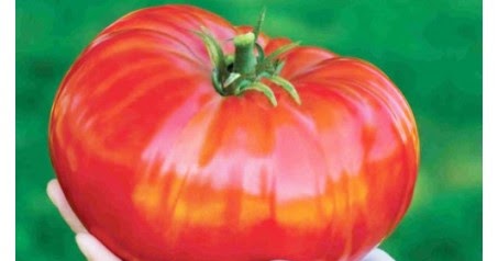 Giant Tomato Gigantomo F1 worlds largest Beefsteak - 10 Seeds