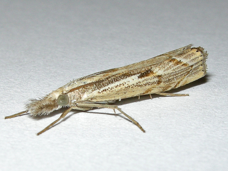 gobirding.eu Mothing Diary: Magpie Moth and Maple Pug