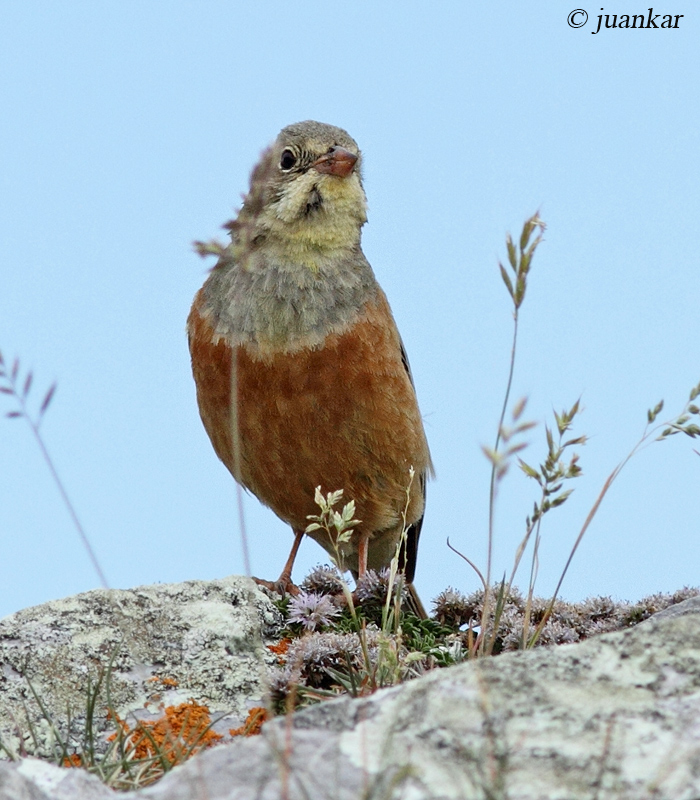 Miradas Cantábricas: Escribano hortelano en el pirineo