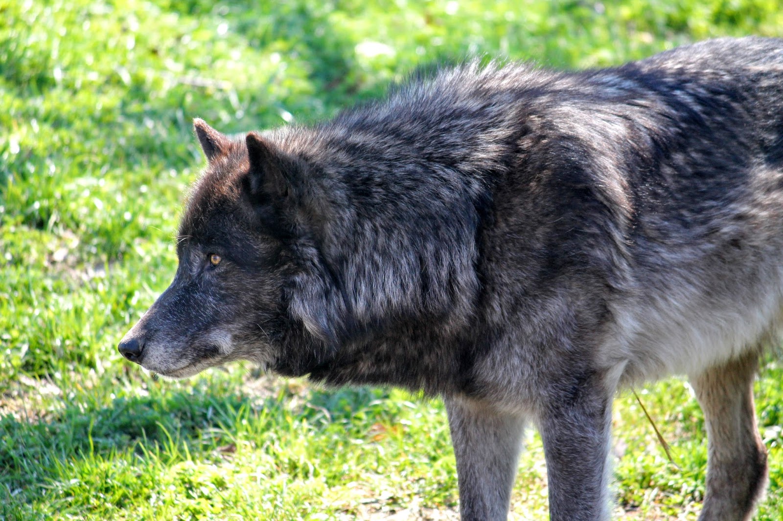 Lacing up my hiking boots: A view of the wolves in southeast Michigan