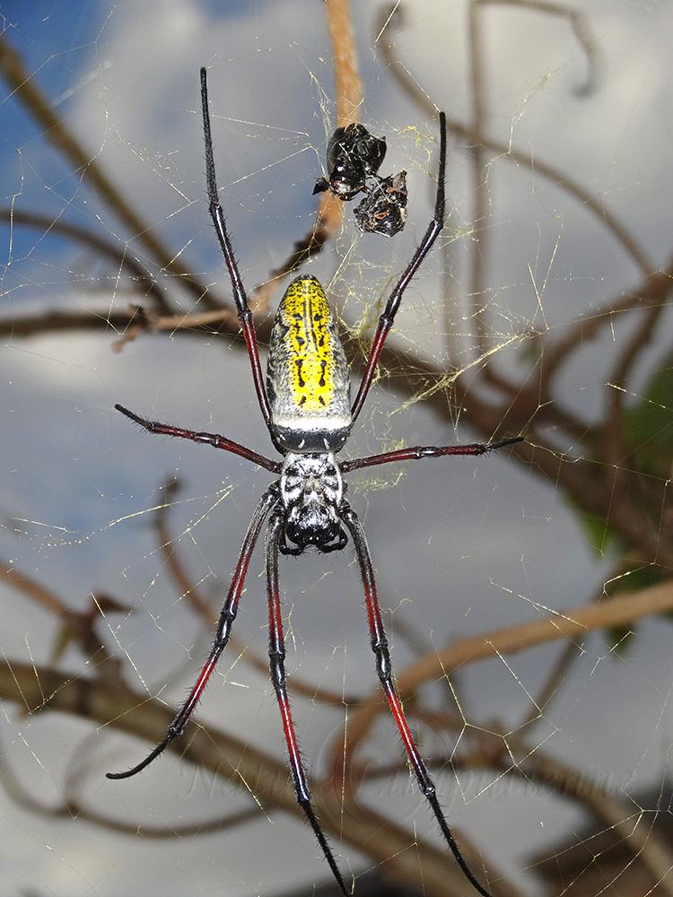 Photo Nature Lilliputienne (macrophotographies): Nephila inaurata ...