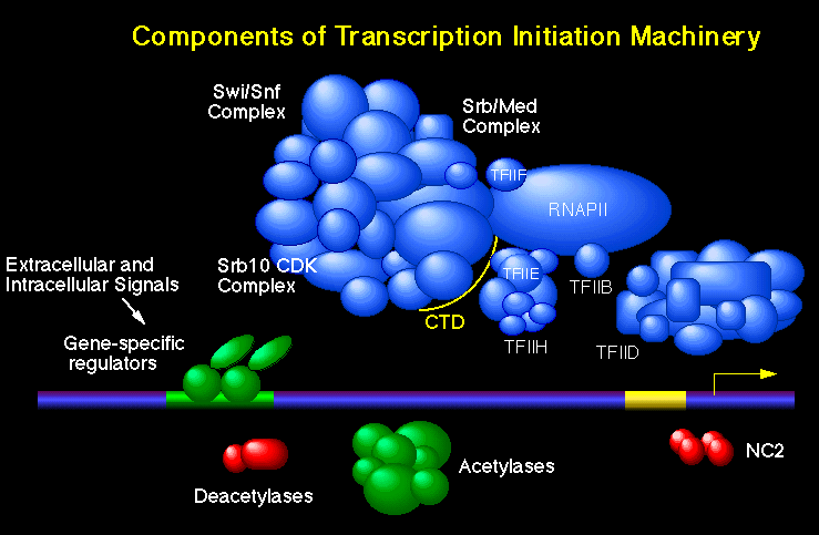 General Science Info: Gene Expression