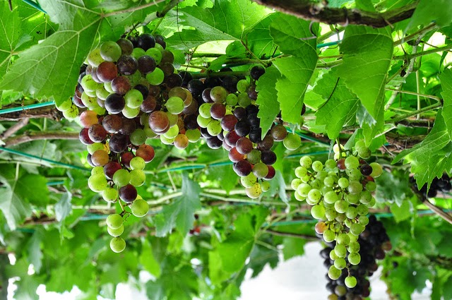 Teknik Menanam Terbaru 2016: Teknik Memangkas Pohon Anggur Yang Baik ...