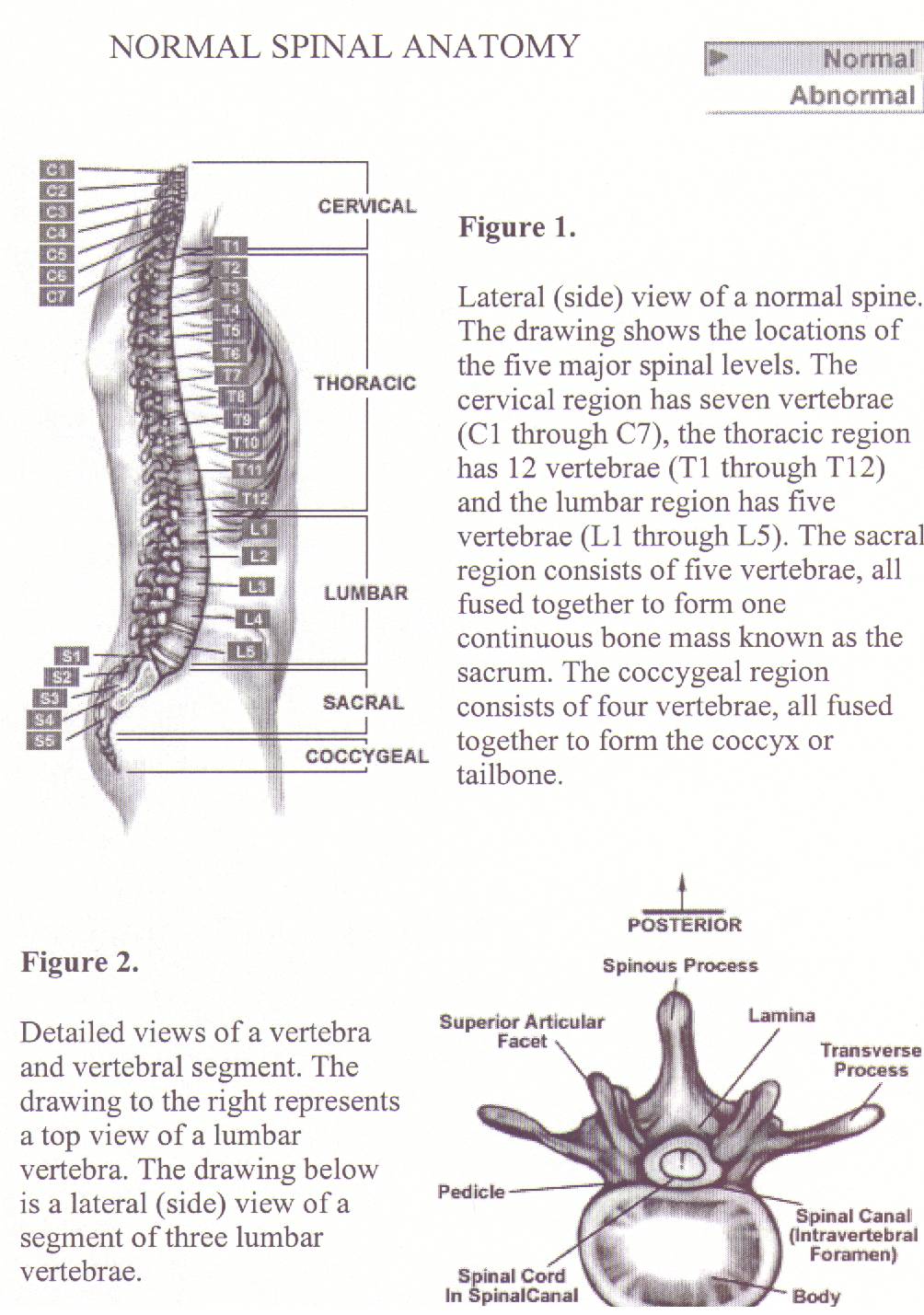 More Than Just Your Spine: Basic Anatomy & General Movement