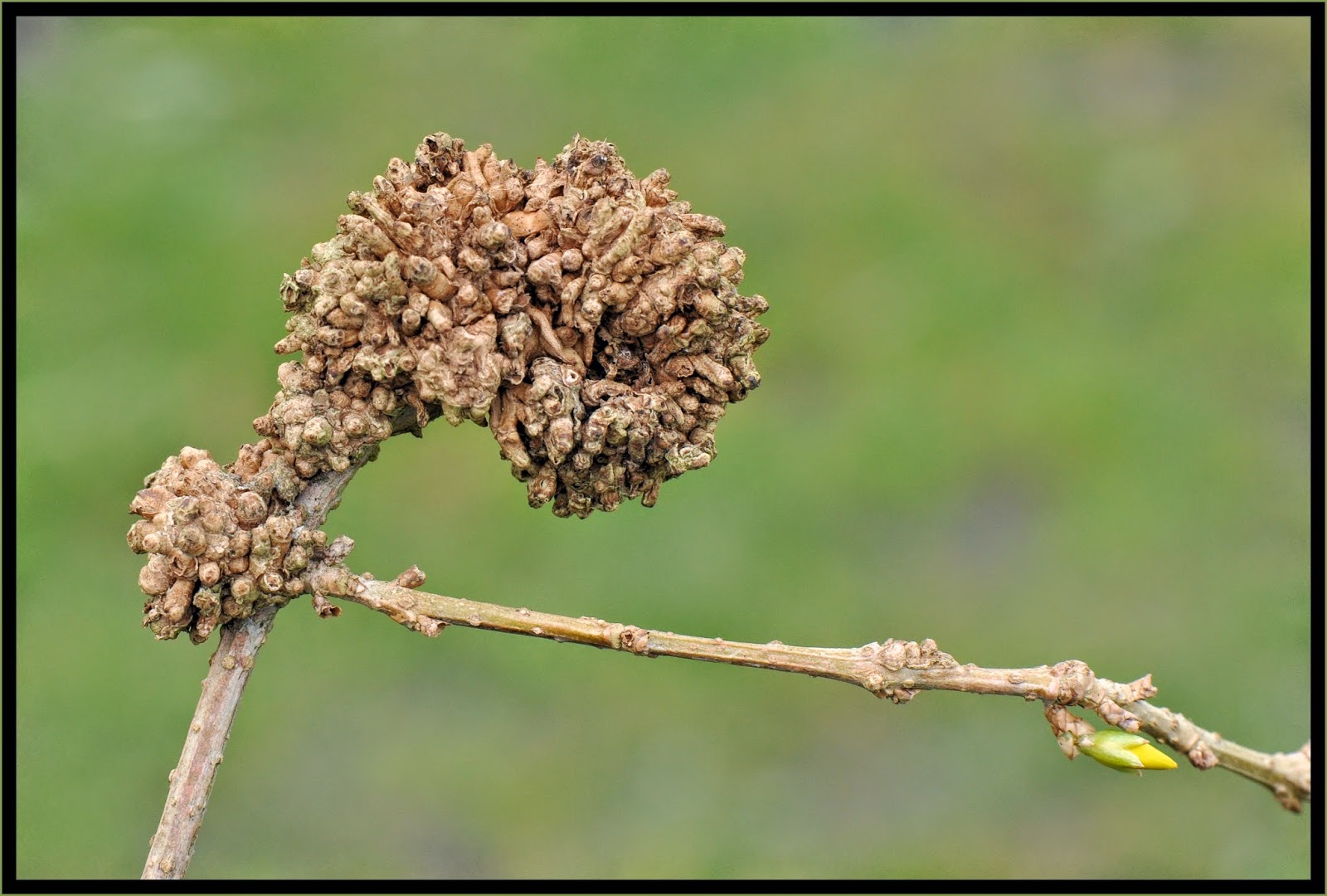 BEIJUMNIEUWS: FOTO'S UIT DE WIERSHOECK- EN SCHOOLTUIN (228)