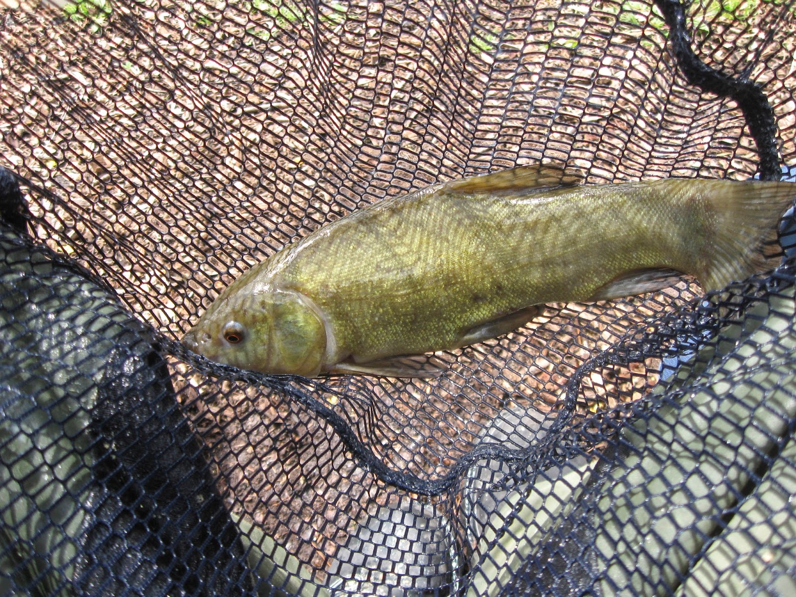 How to drown maggots : What do you want in your sandwiches?