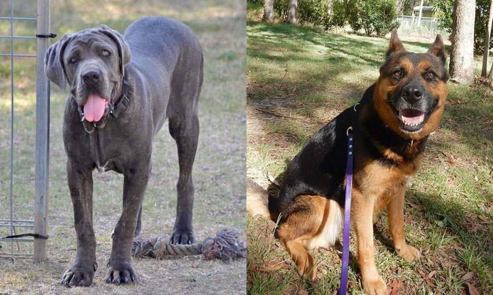 Lyka Pet Food crowns Winner of most Lykable Dog Competition ...