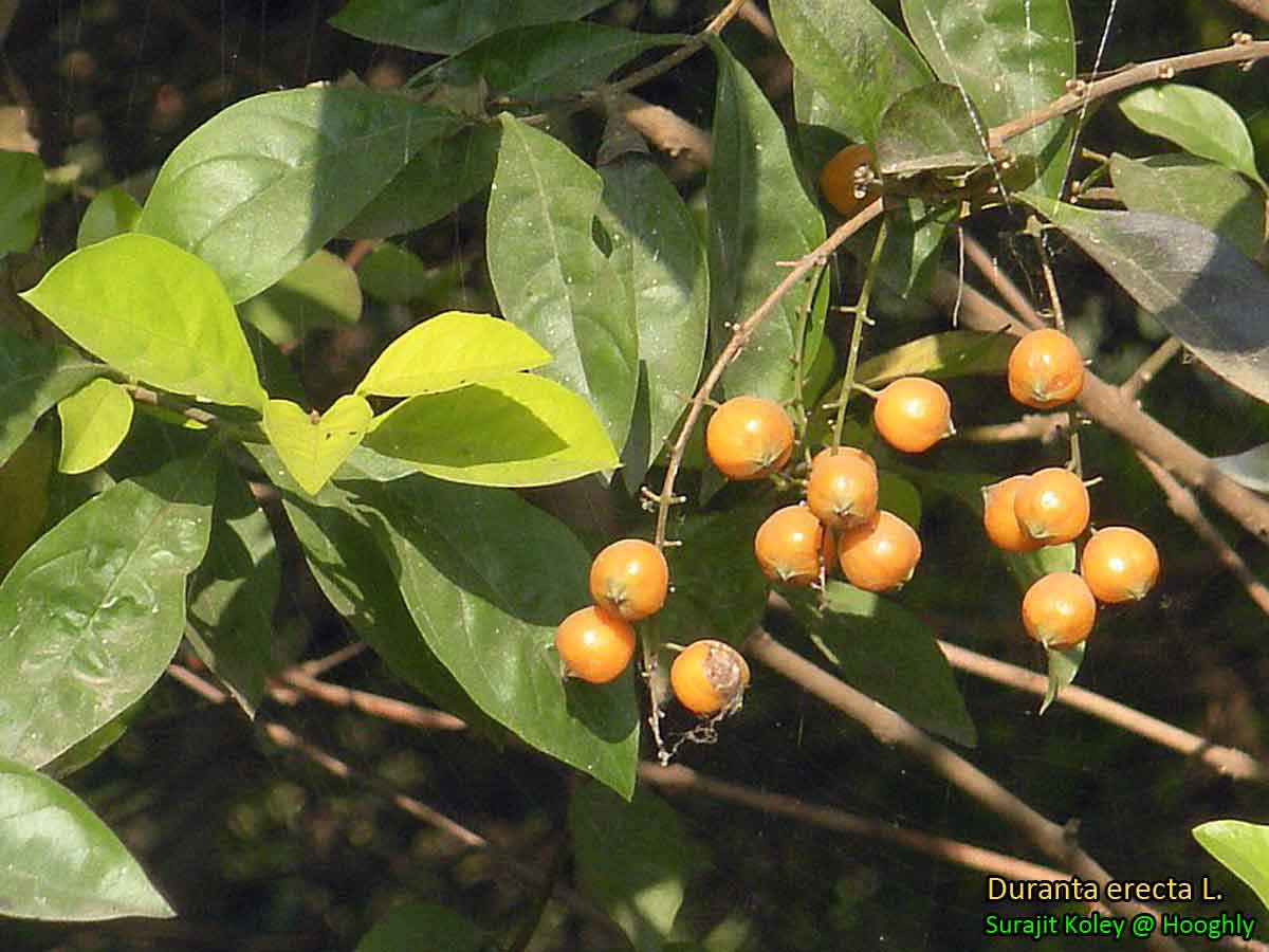 Medicinal Plants: Duranta erecta