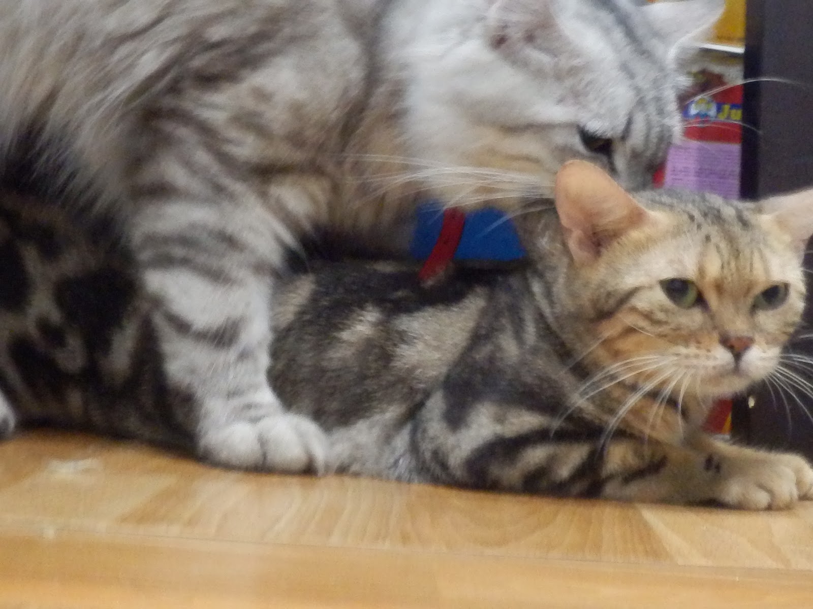 hewan lucu 2016: kucing berdoa kepada allah Images