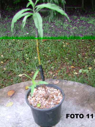 Técnico Agropecuária 2015 - IFTM: Tipos de Enxertia