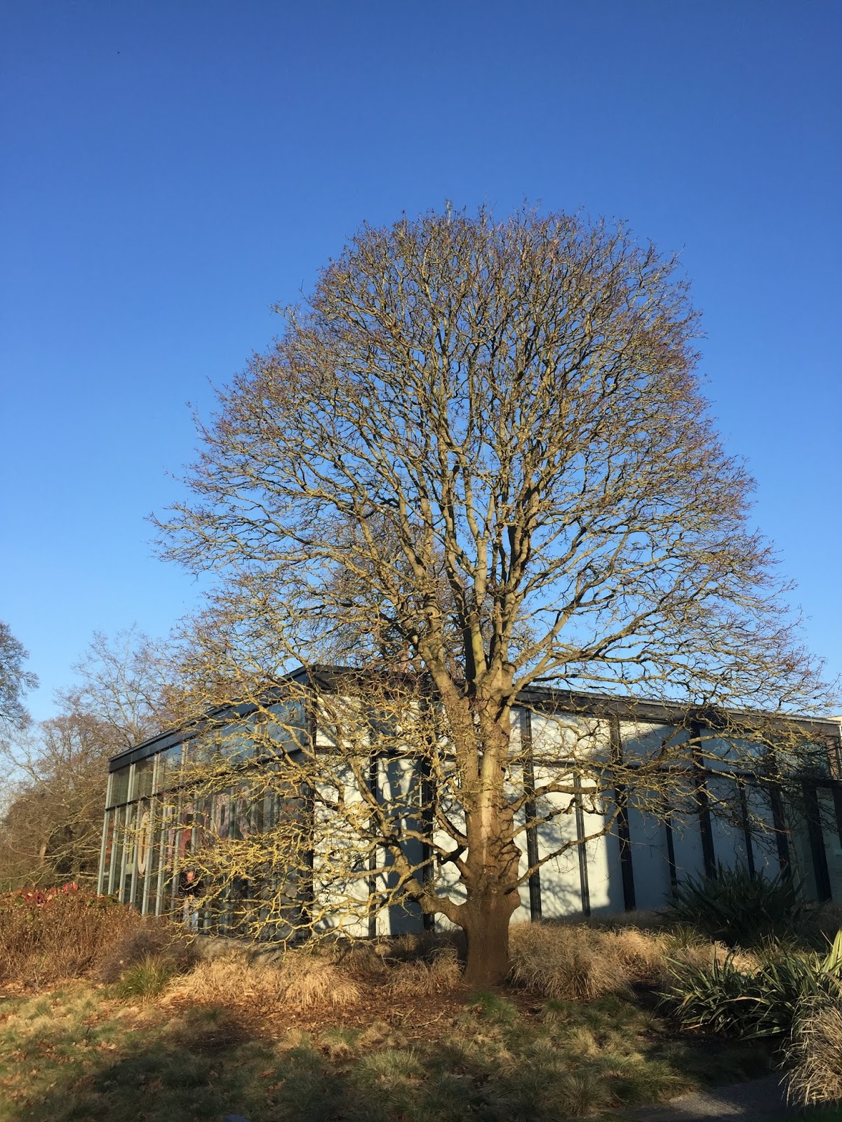 Pippa's Cabinet: A Legacy of Ancient Oaks by Mark Frith