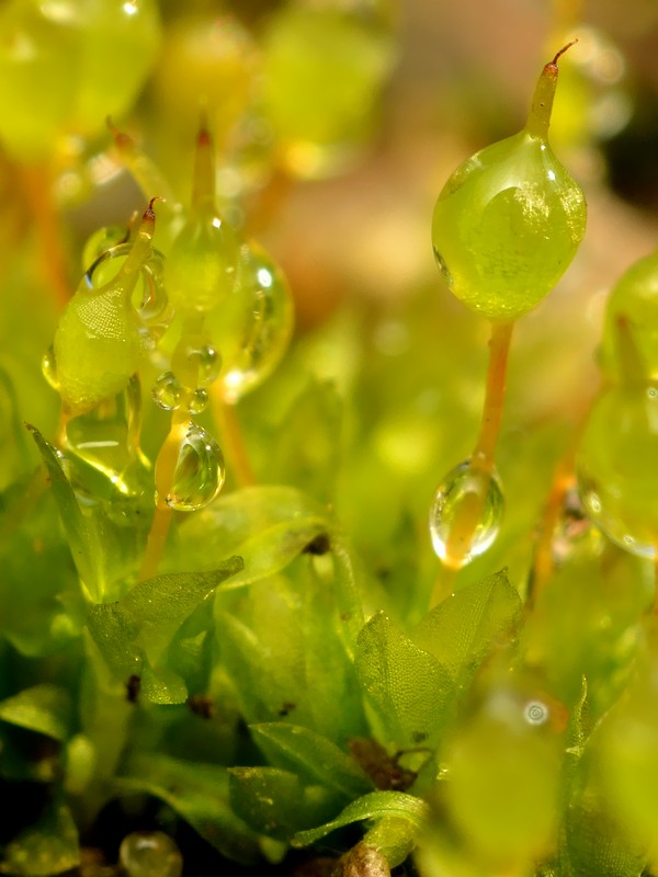 そよ風のなかで Part2: アゼゴケ