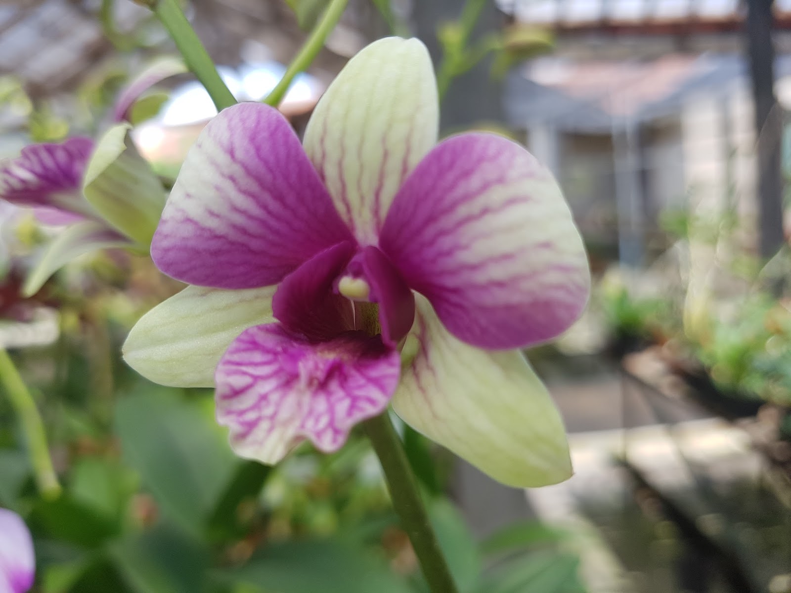 PUSPA NIRMALA ORCHIDS: Dendrobium