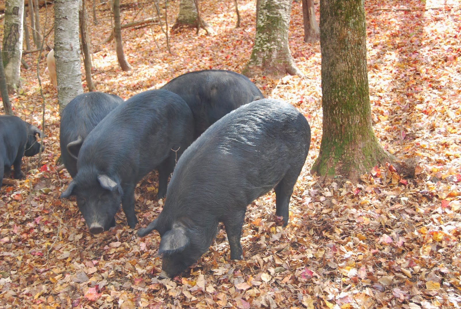 Climbing Tree Farm: Pigs in the Woods