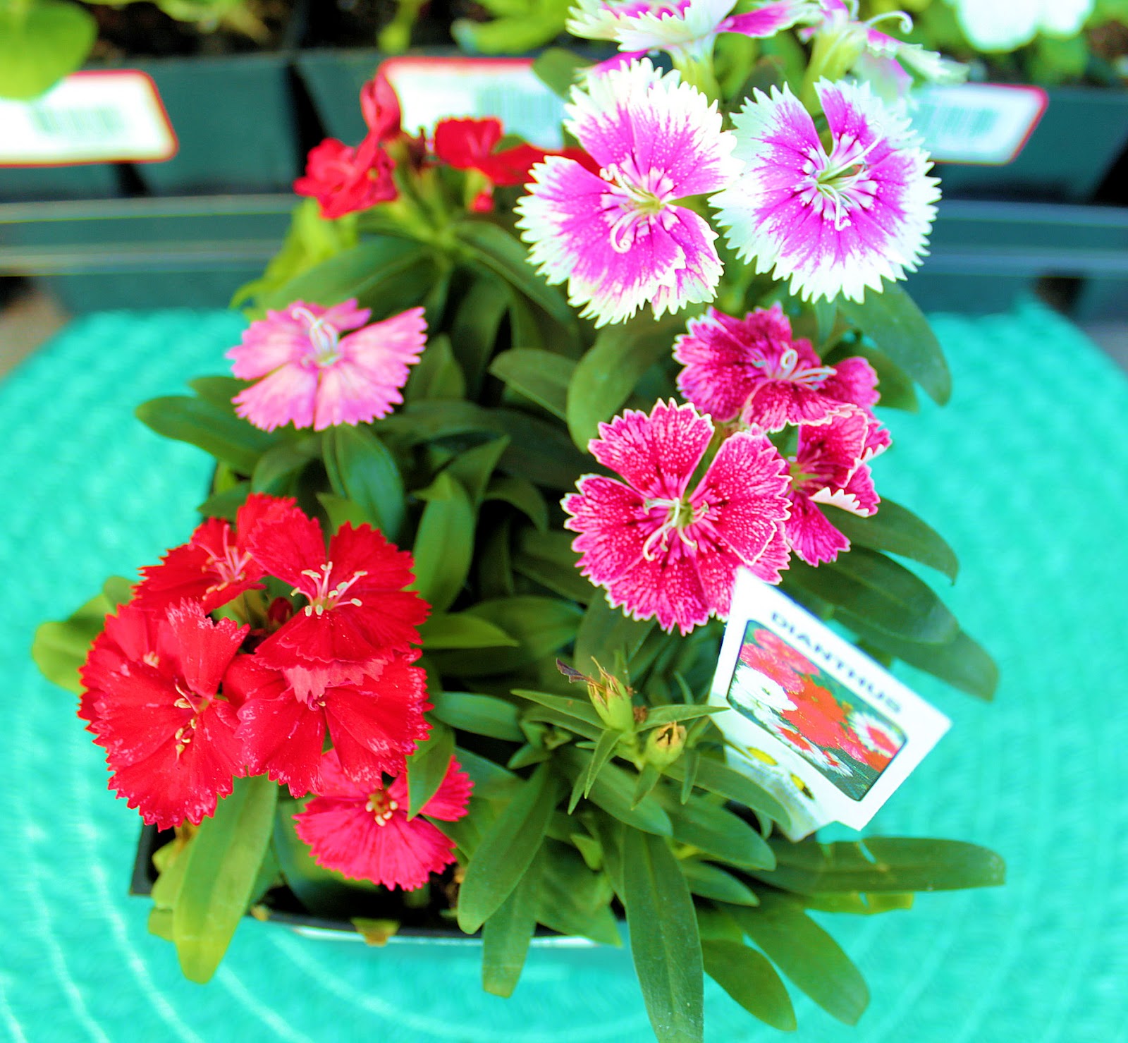 My Angel Princess: Gardening Time