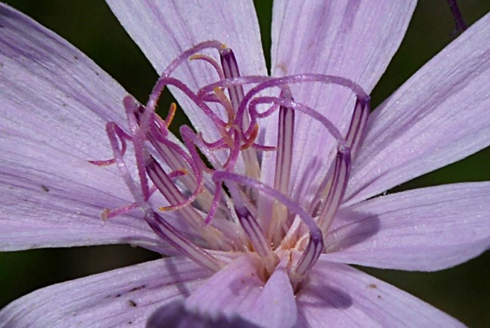 Space Coast Wildflowers: Tosohatchee WMA, June 3, 2012