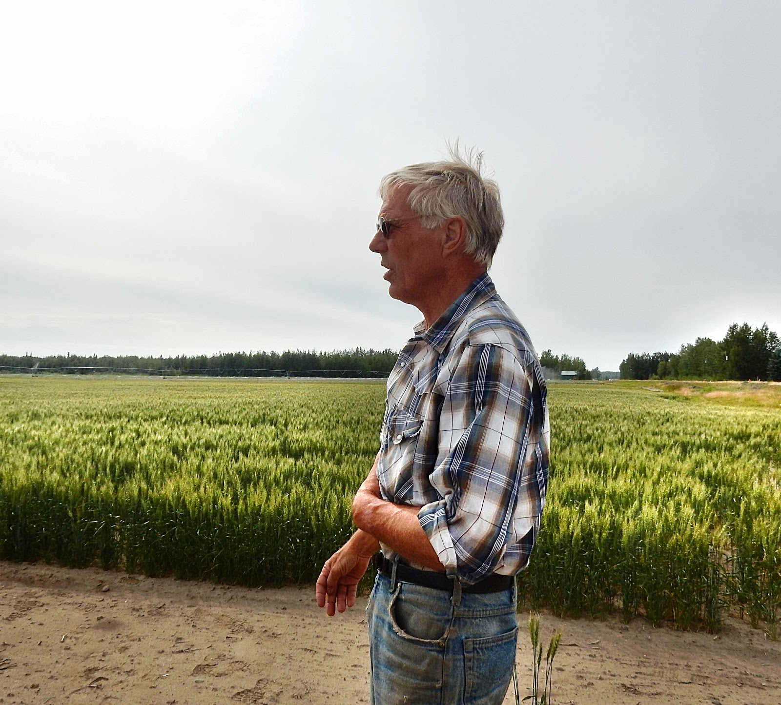 Wheatavore: Alaska-grown whole wheat bread soon to be offered at Fire ...