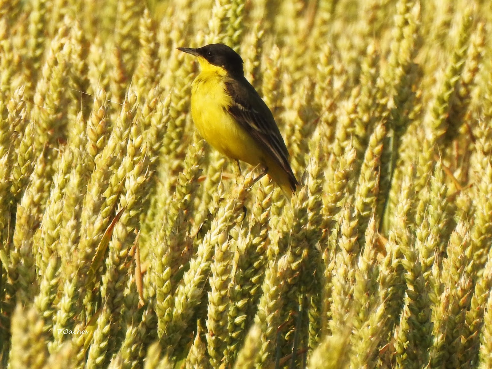 PASARI DIN ROMANIA: CODOBATURA GALBENA CU CAP NEGRU, Motacilla (flava ...