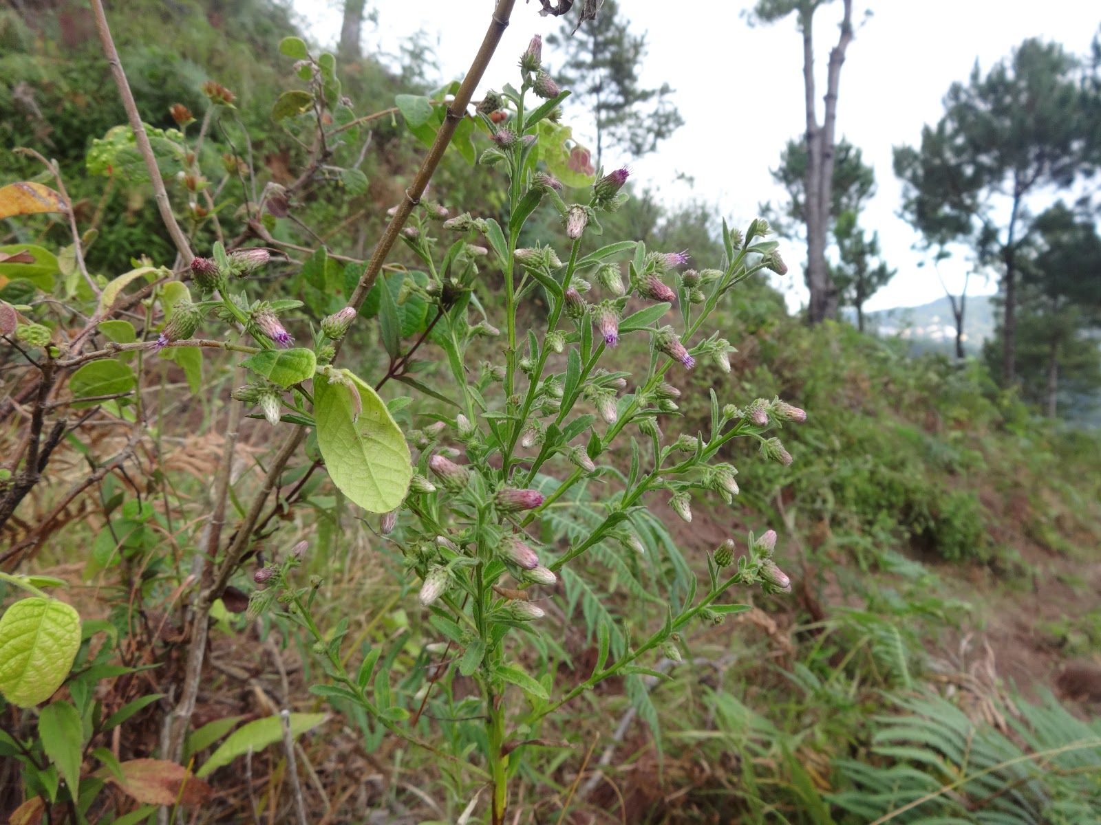 Herbs from Distant Lands: Laggera alata - Winged-Stem Laggera, Liu Leng ...