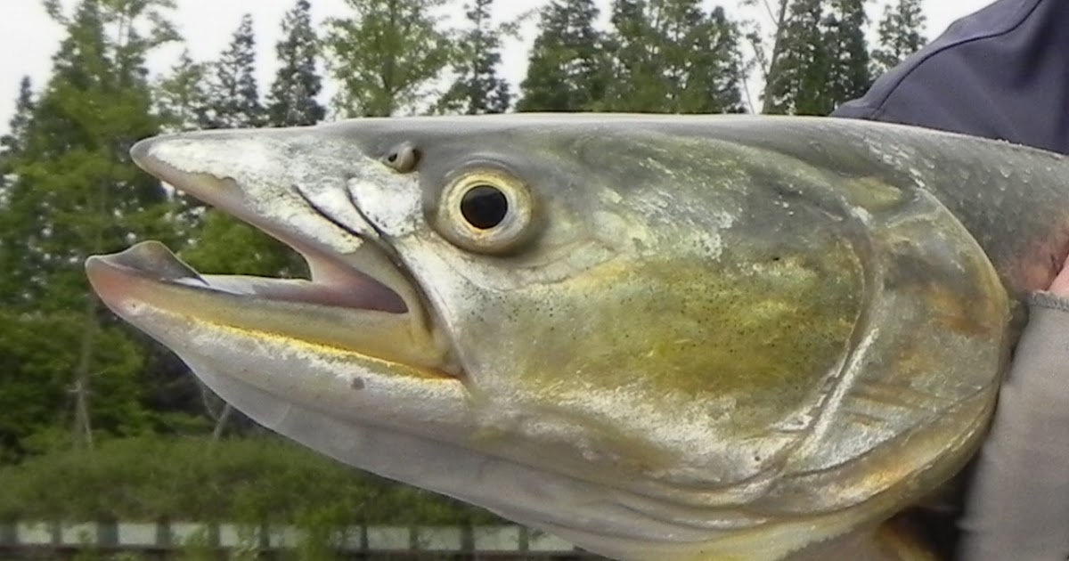 THE FISHING NEWS: YELLOWCHEEK IN CHINA