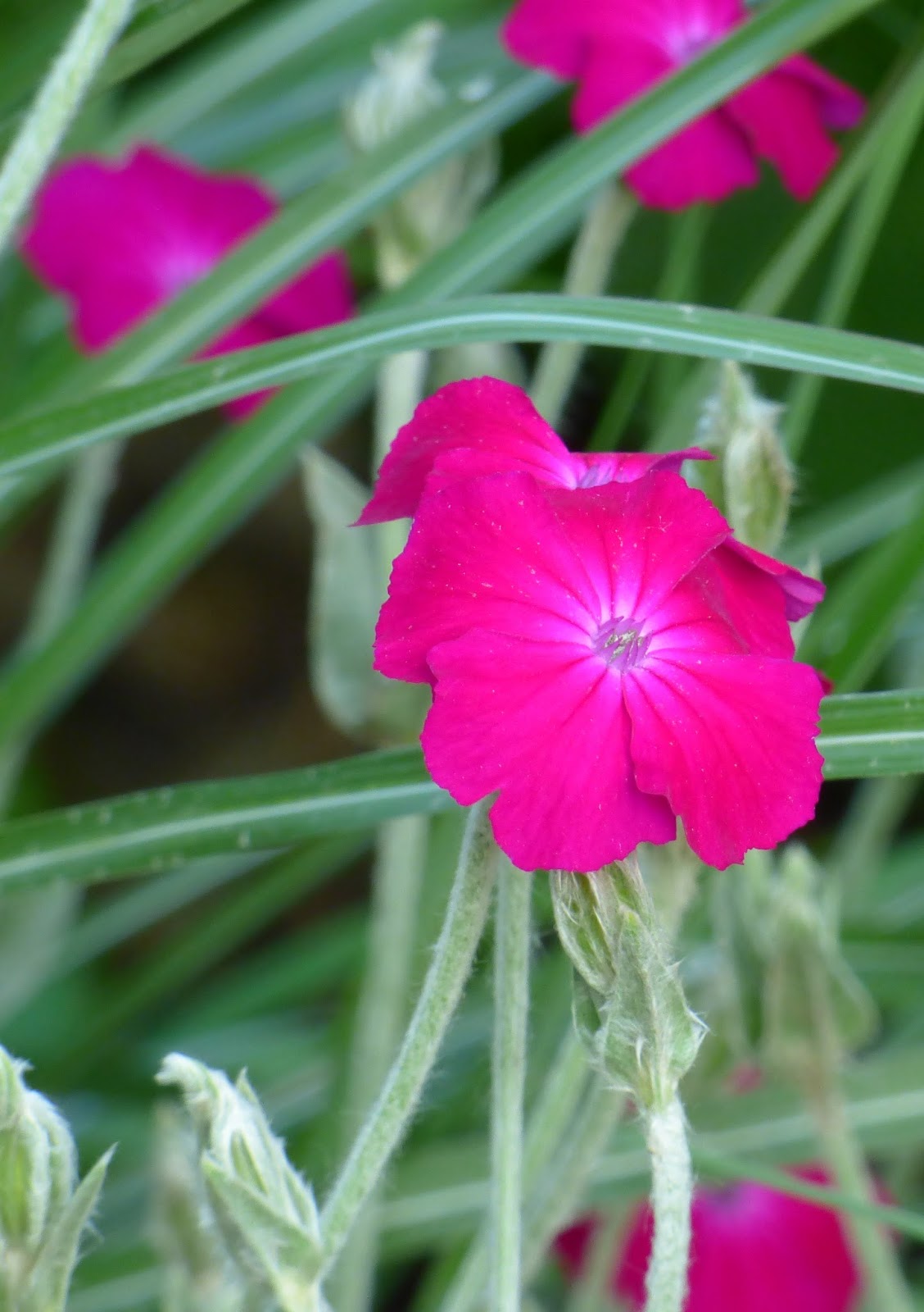 color anxiety: Kąkolik