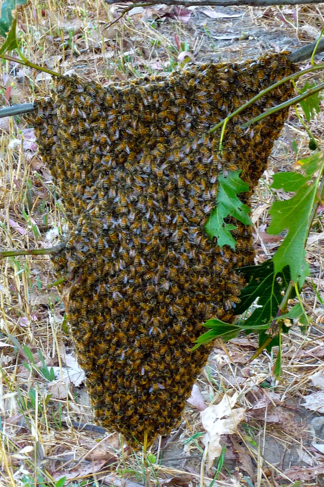 BE-ing Rooted: a Practice in Essential Living: Bee Swarm, Biodynamics ...