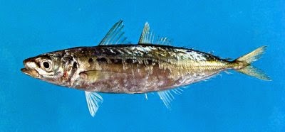 Fichas de Peces: Decapterus russelli