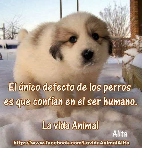 La vida Animal: Defecto de los perros