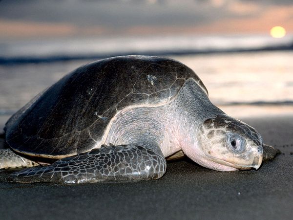Beauty Animalia: Olive Ridley Sea Turtle (Lepidochelys olivacea)