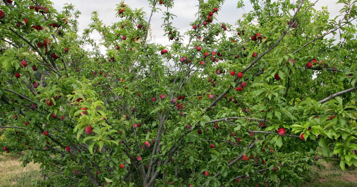 Trees Planet: Prunus simonii - Simon plum