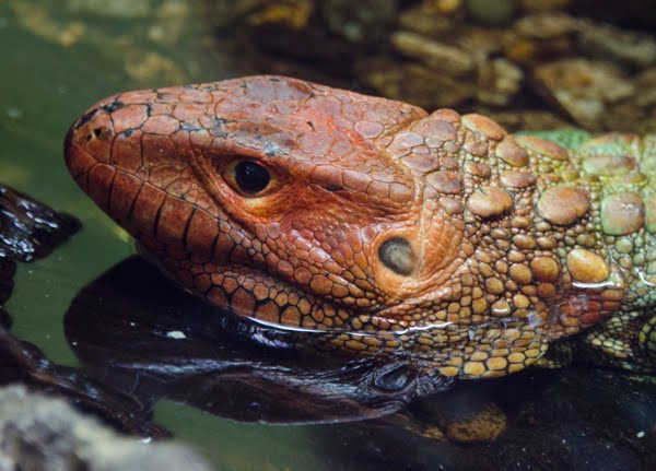 The Wayward Hawaiian: The Colorful Caiman Lizard