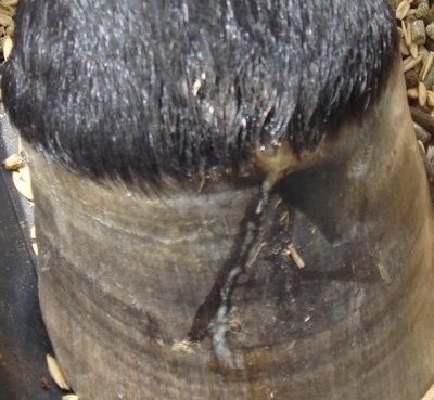 The Equestrian Blogger: Rachael’s Corner: Hoof Abscesses