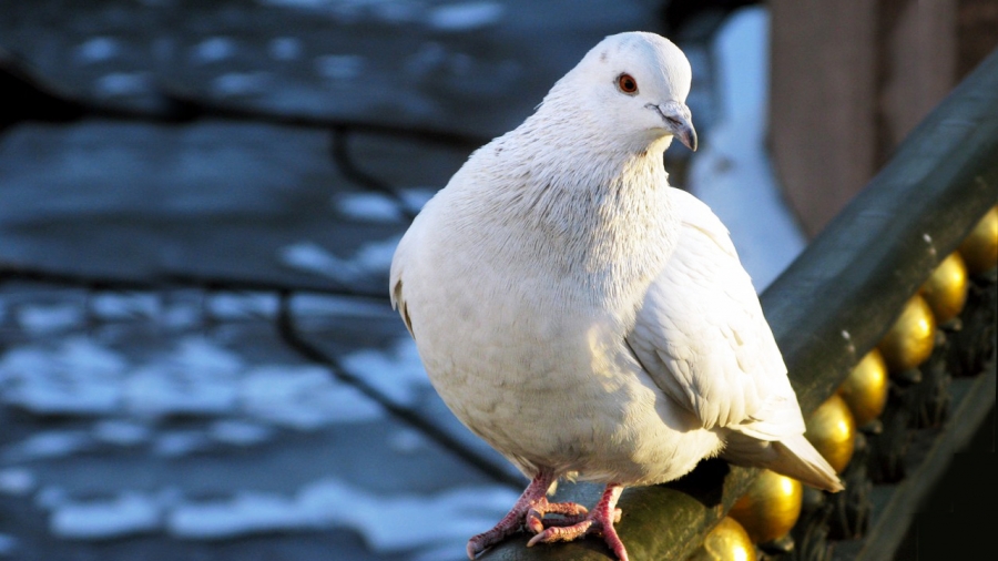 zone d'ombra: Colomba