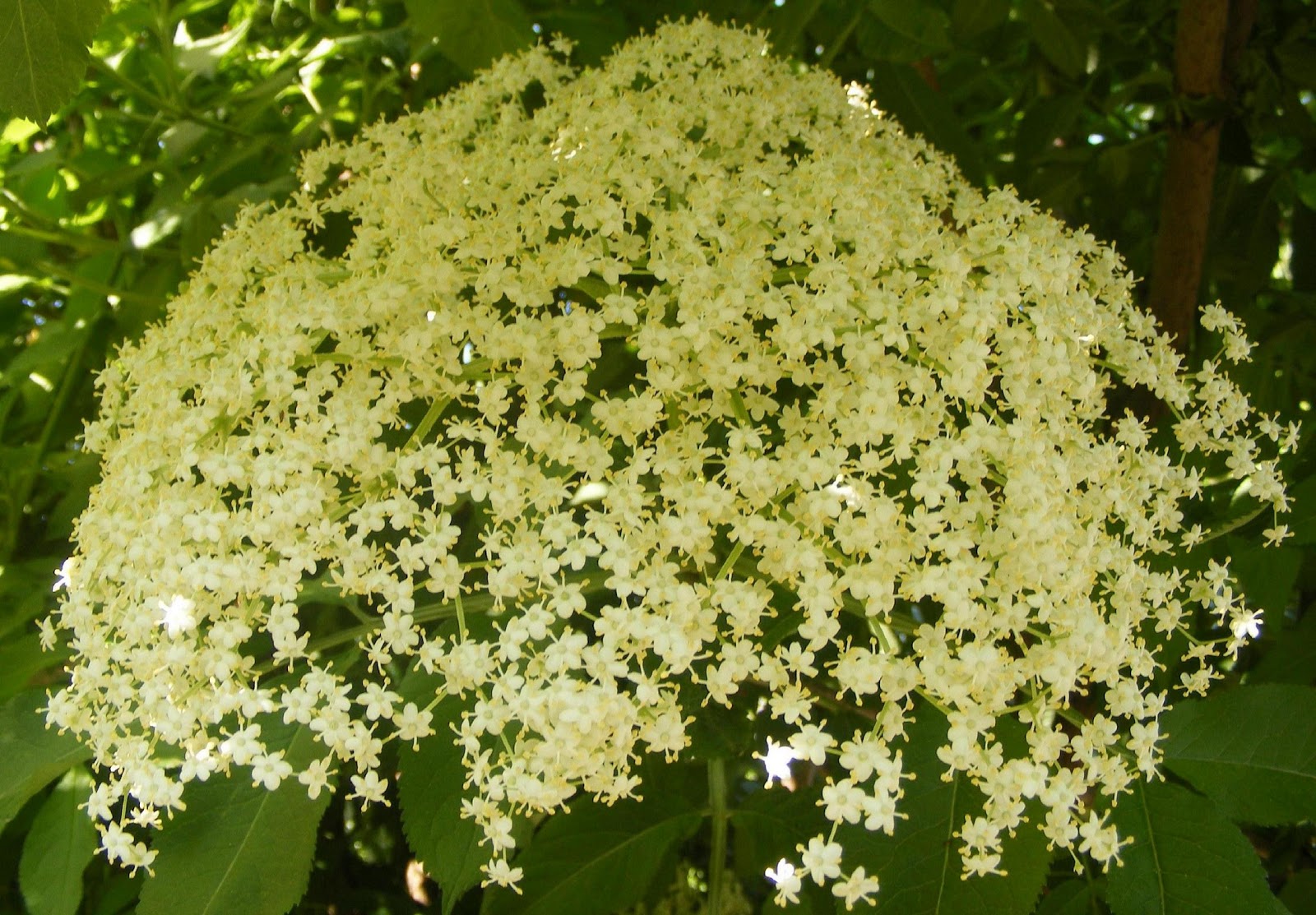 Socul | Retete Culinare Preparatedevis.ro