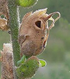 CURIOSIDADES CIENTÍFICAS : Frutos secos dehiscentes (simples)