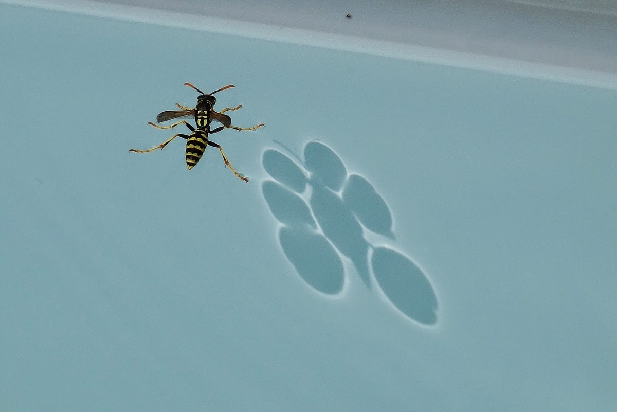 Avignon in Photos: Floating wasp